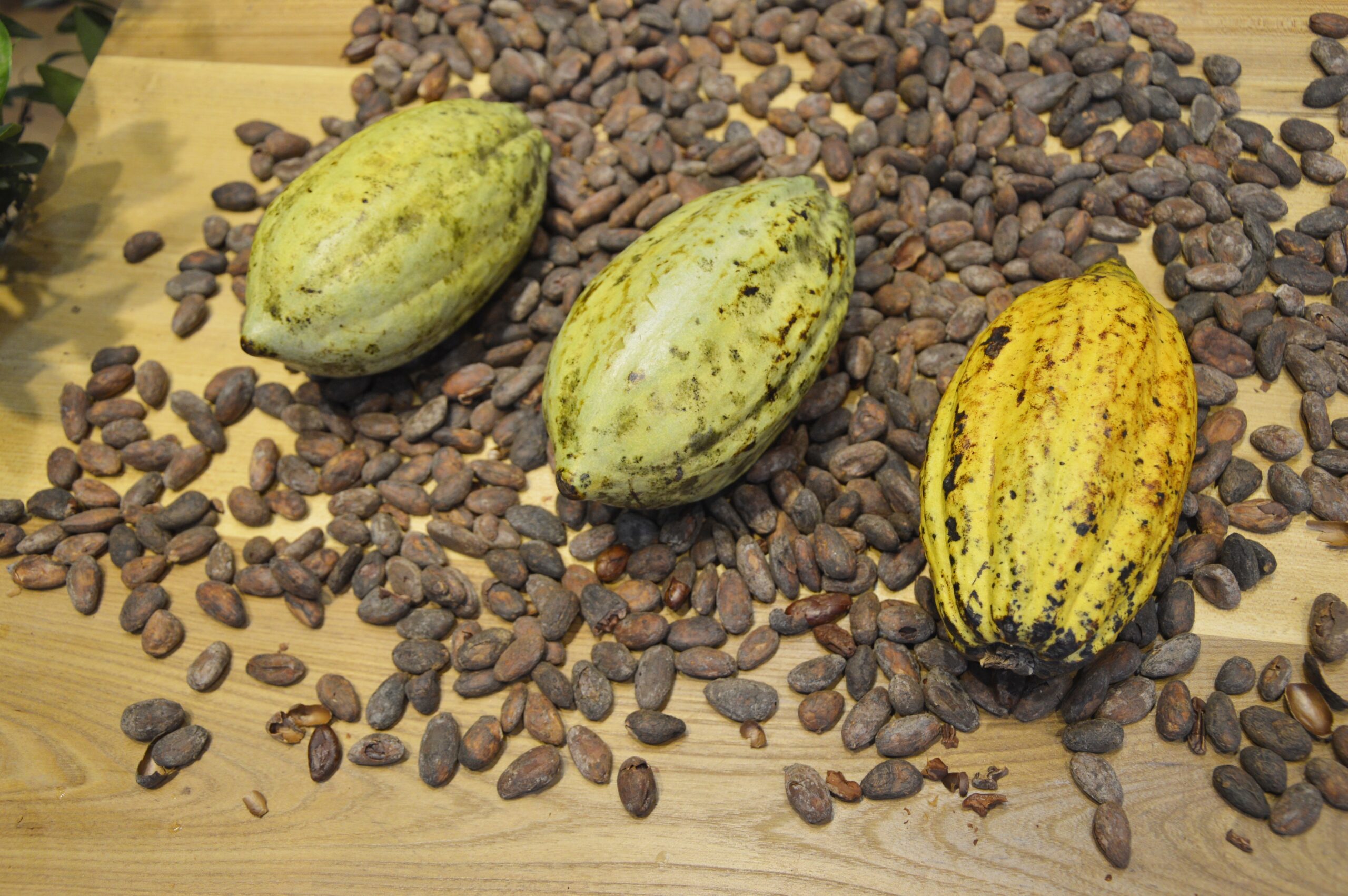 Situatie cacaoboeren beter in kaart door nieuwe onderzoeksmethode ...